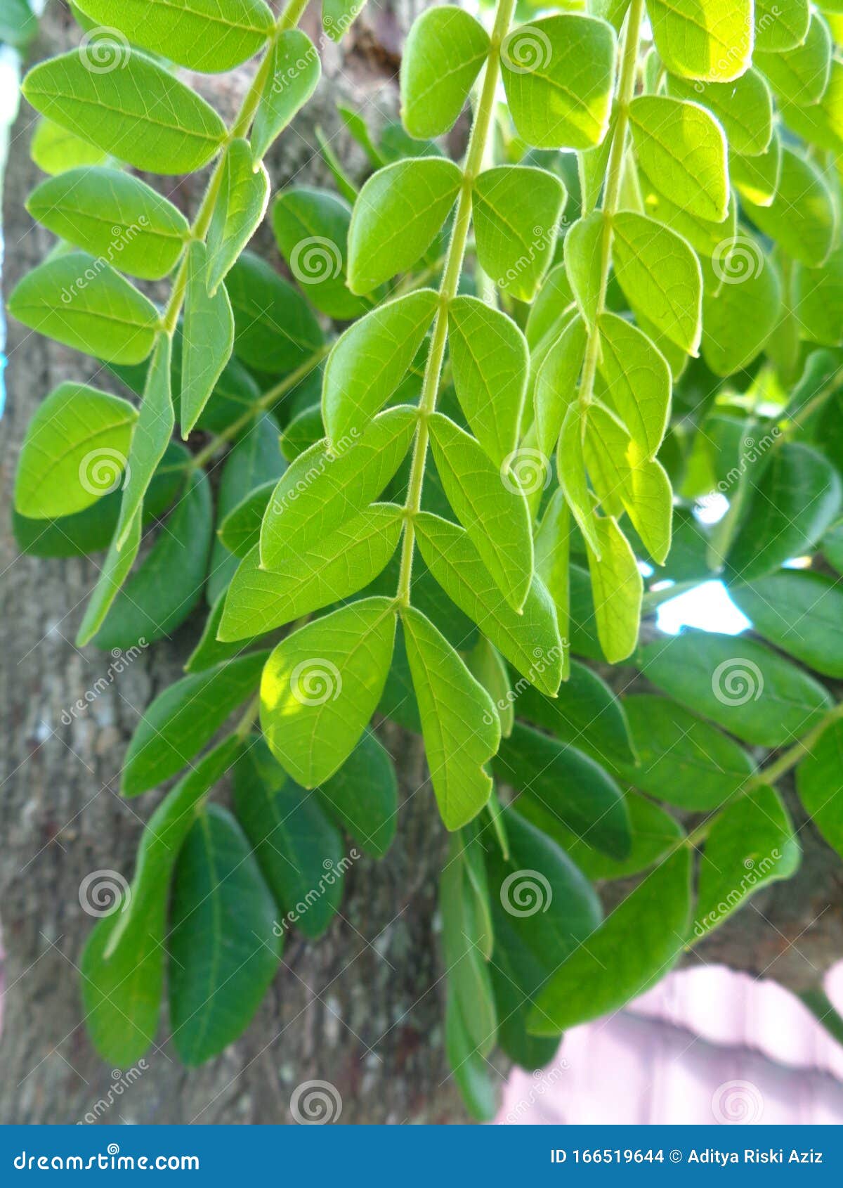 Monkey Pod Tree Leaves, Samanea Saman Leaves Stock Photo - Image of ...