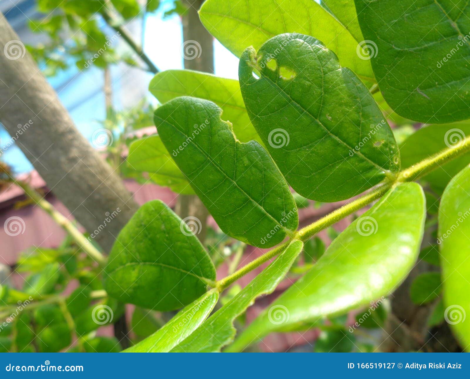 Monkey Pod Tree Leaves, Samanea Saman Leaves Stock Image - Image of ...