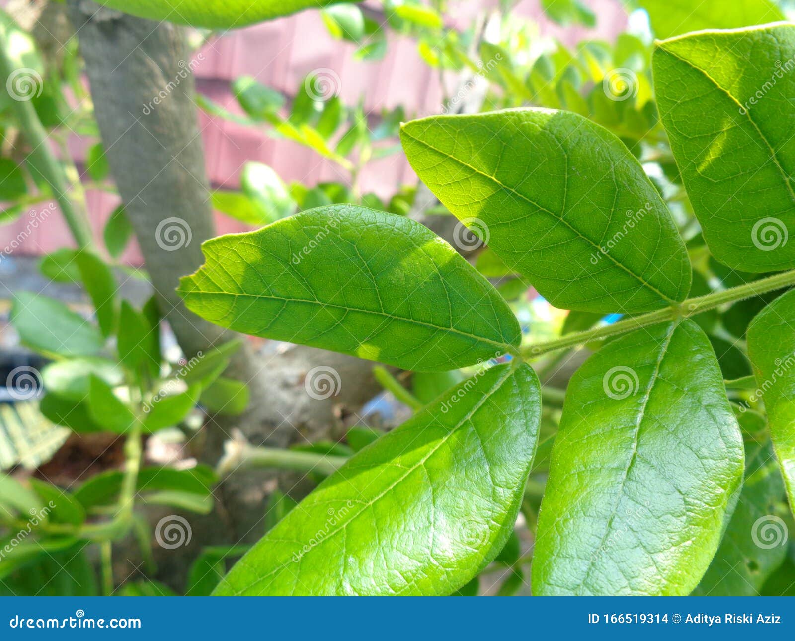 Monkey Pod Tree Leaves, Samanea Saman Leaves Stock Photo - Image of ...