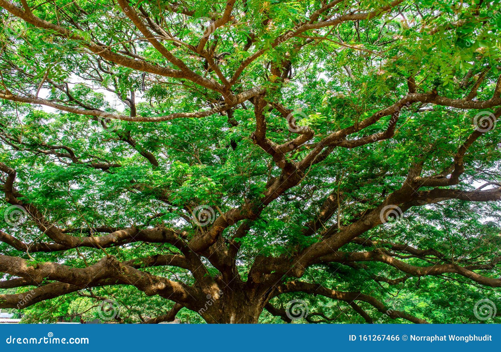Monkey Pod Tree stock photo. Image of beauty, autumn - 161267466