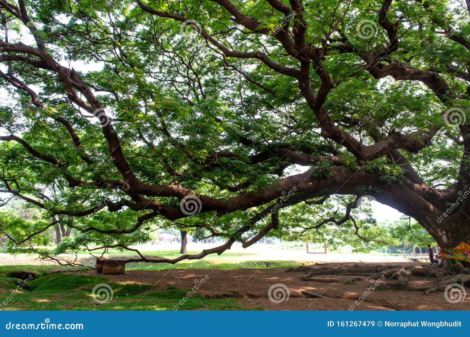 Monkey Pod Tree stock image. Image of natural, park - 161267479