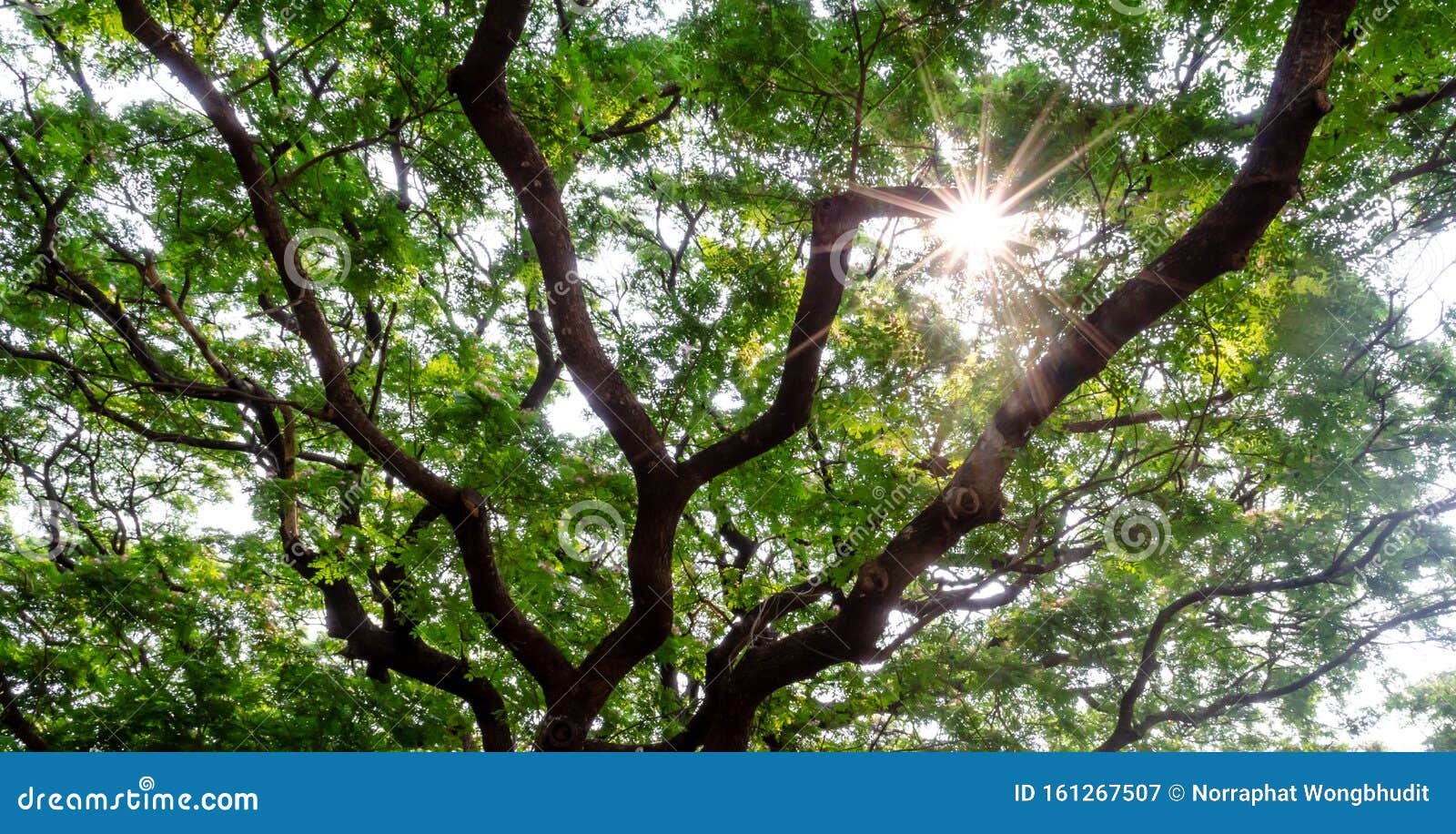 Monkey Pod Tree stock image. Image of autumn, monkey - 161267507