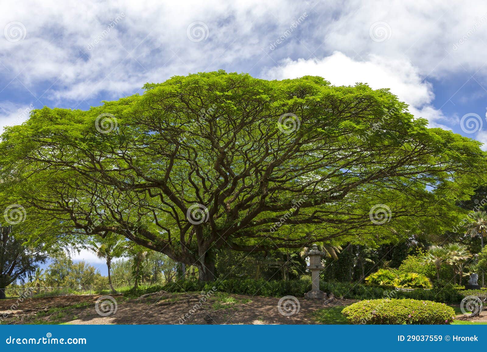 Monkey Pod Tree in Wailoa River State Park in HIio Stock Image - Image ...