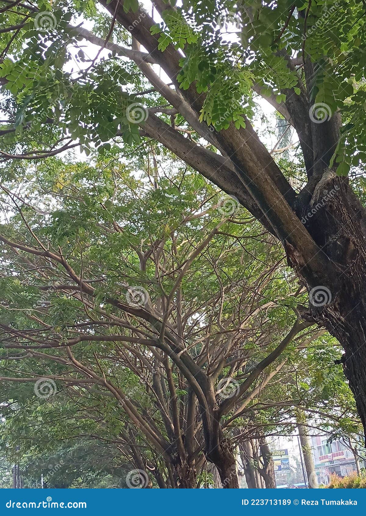 Trembesi Tree Seeds, The Trembesi Tree Is One Of The Typical Trees From ...