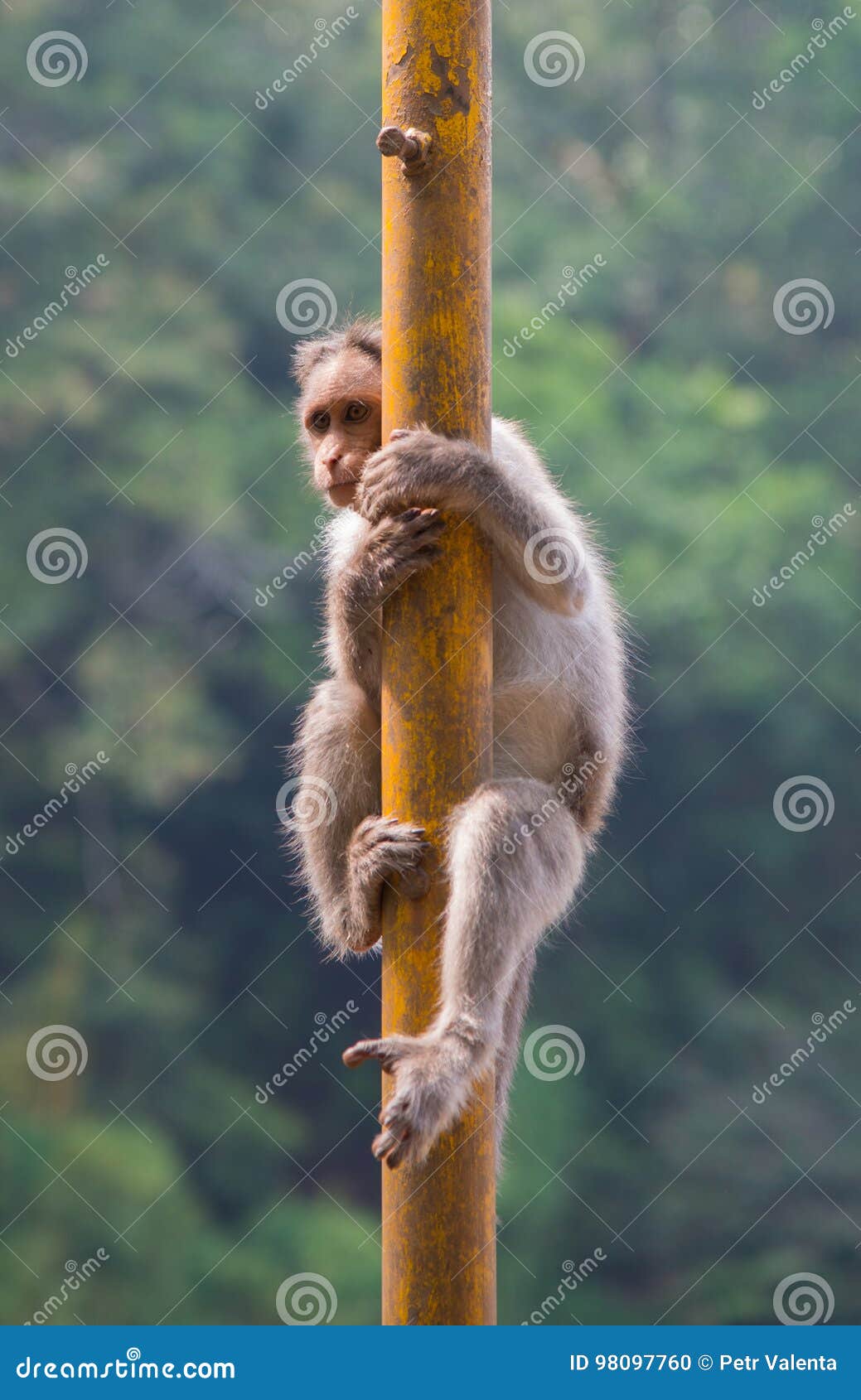 Monkey on the pole stock photo. Image of baby, india - 98097760