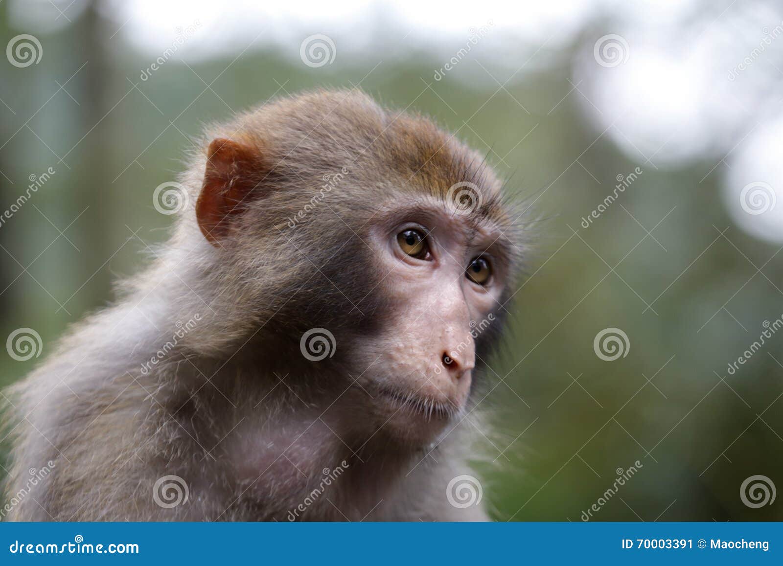 The monkey ponder stock image. Image of ponder, nose - 70003391