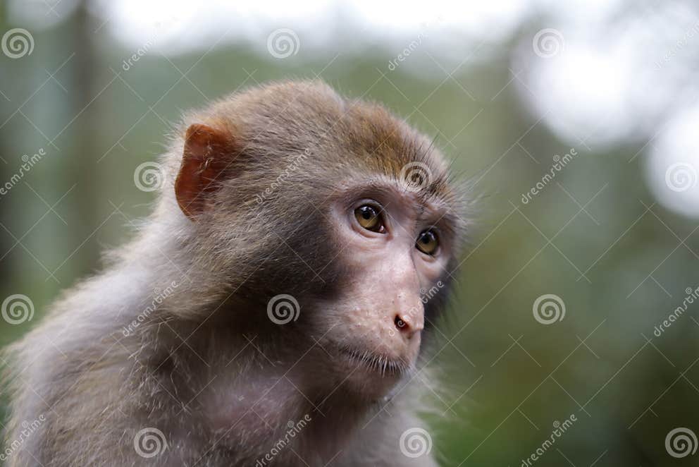The monkey ponder stock image. Image of ponder, nose - 70003391