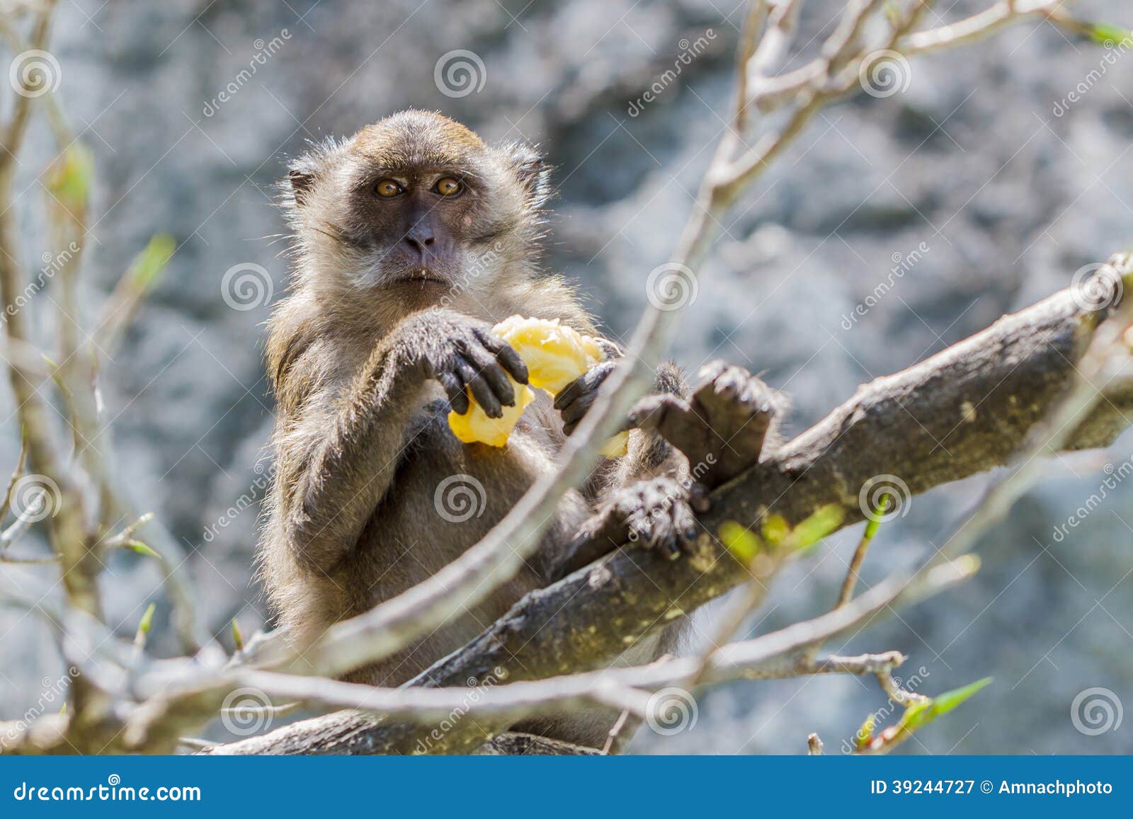Apes Eating Banana Photos - Free & Royalty-Free Stock Photos from ...