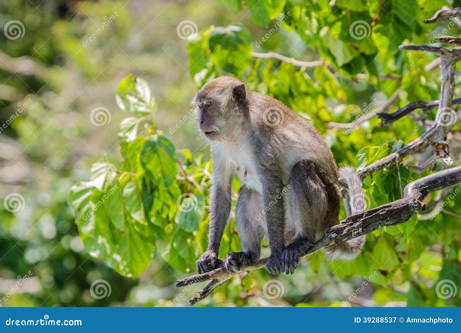 Monkey. stock image. Image of apes, rain, poor, jump - 39288537