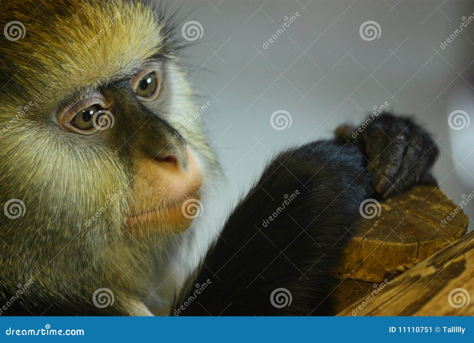 Monkey Portrait stock image. Image of looking, depth - 11110751