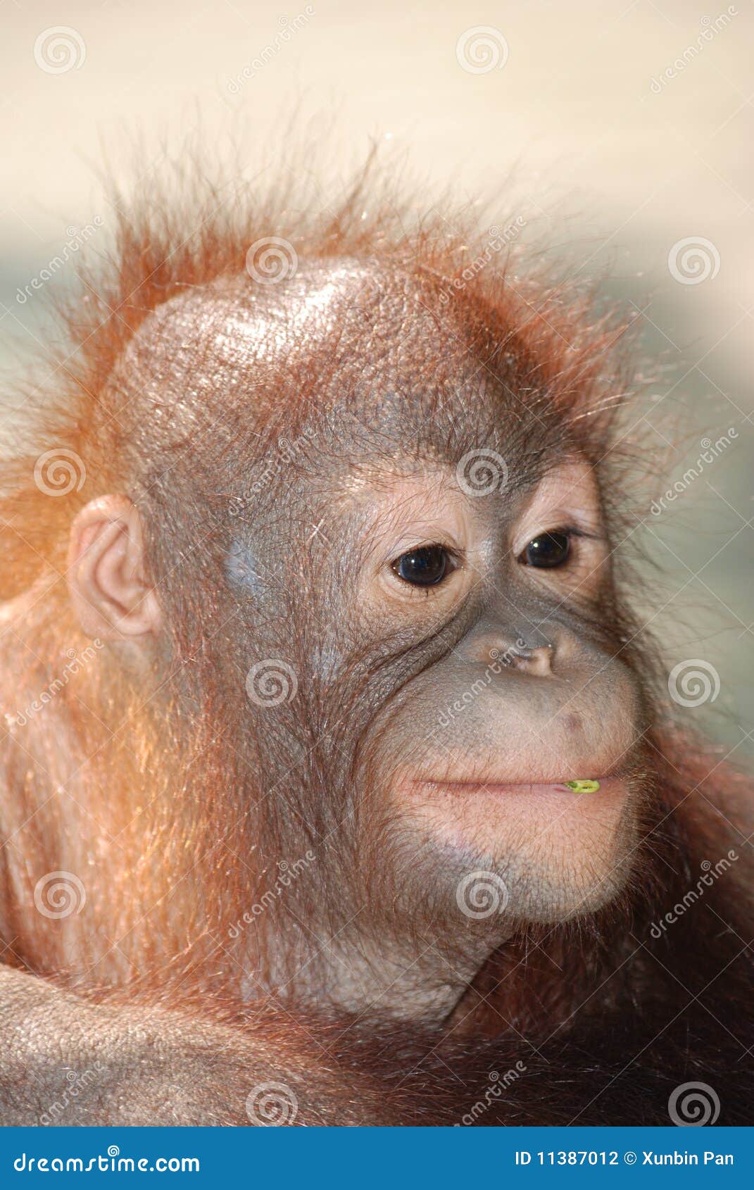 Monkey portrait stock photo. Image of extinct, mammal - 11387012