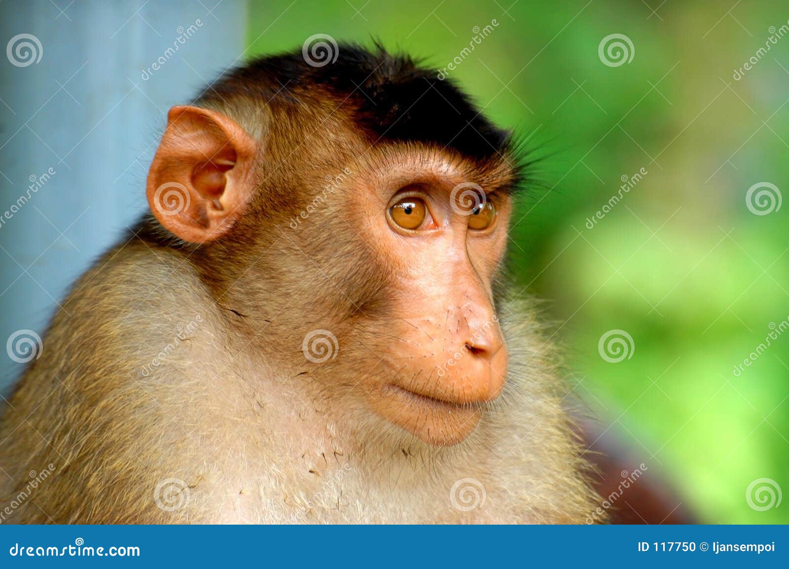 Monkey portrait stock photo. Image of hair, humanoid, primate - 117750