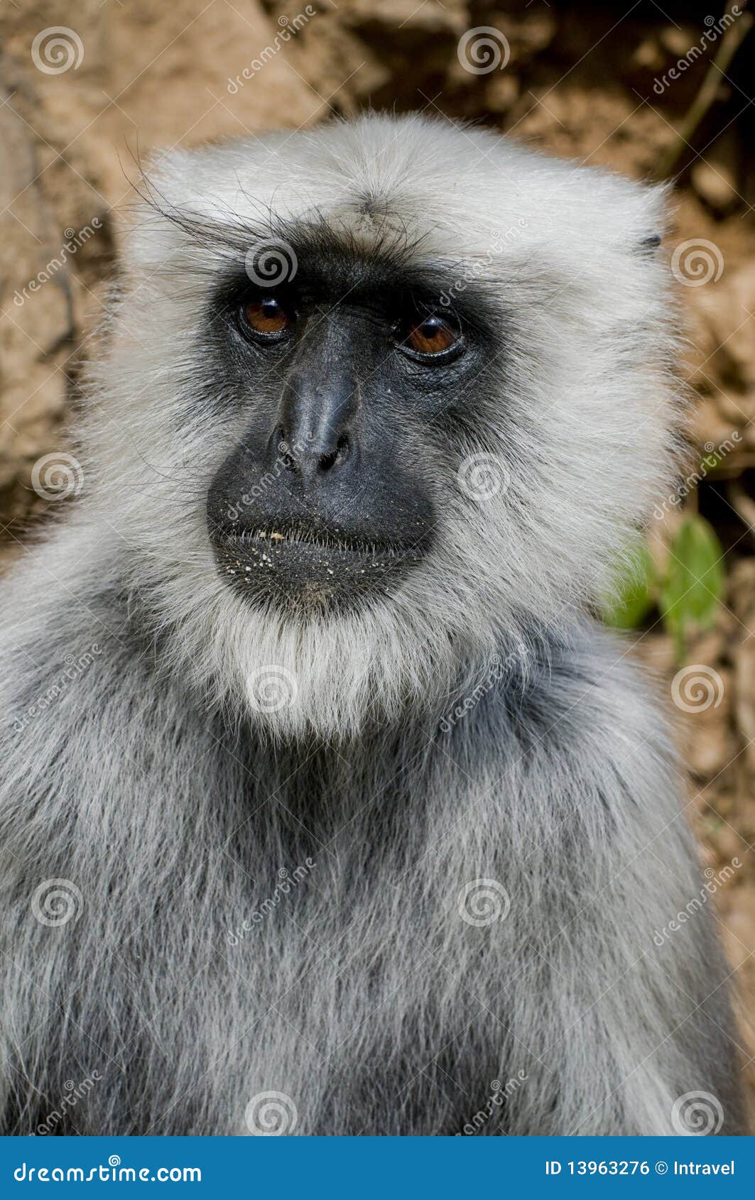 Monkey portrait stock photo. Image of wild, animal, nature - 13963276