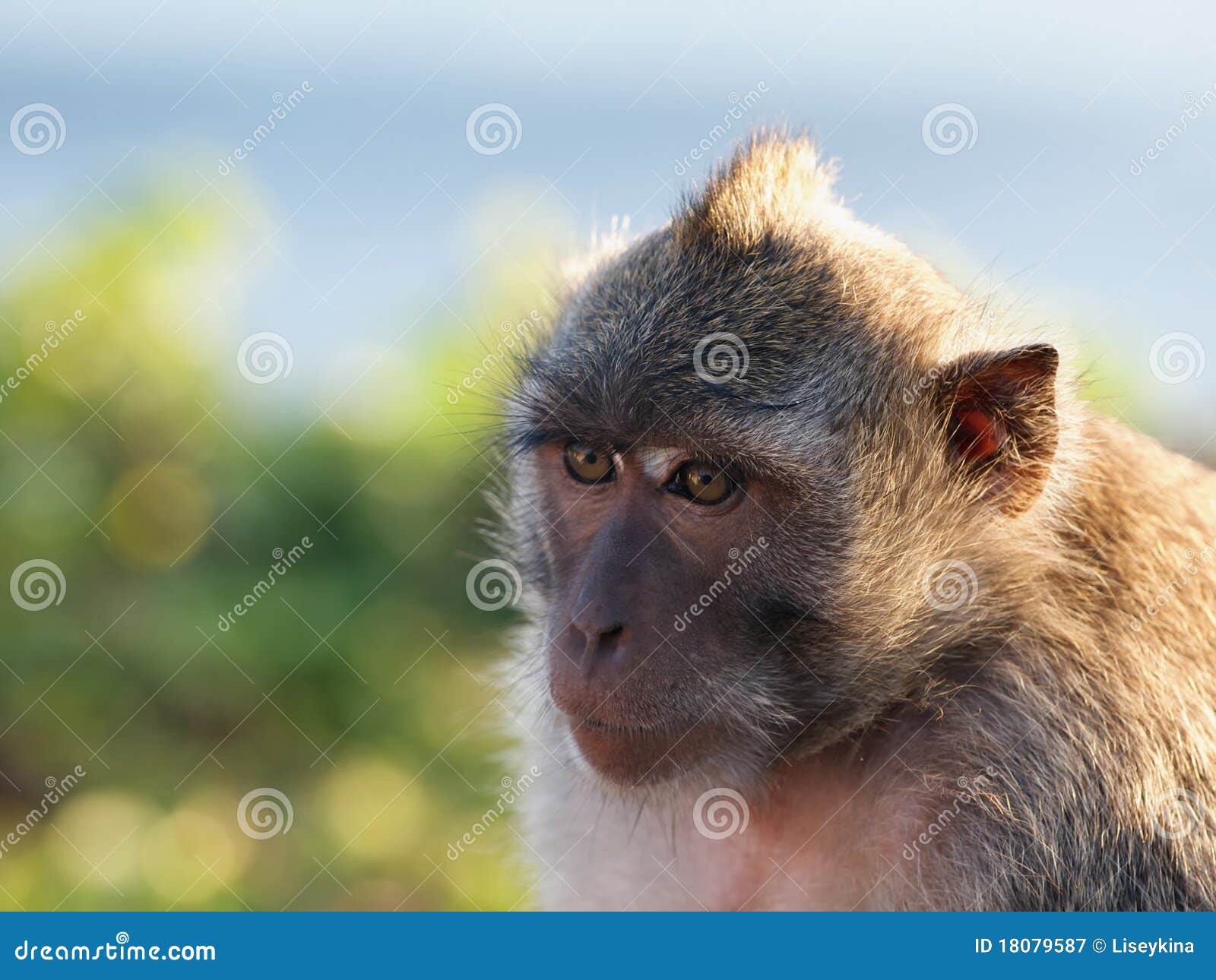 Monkey portrait stock image. Image of monkey, curious - 18079587