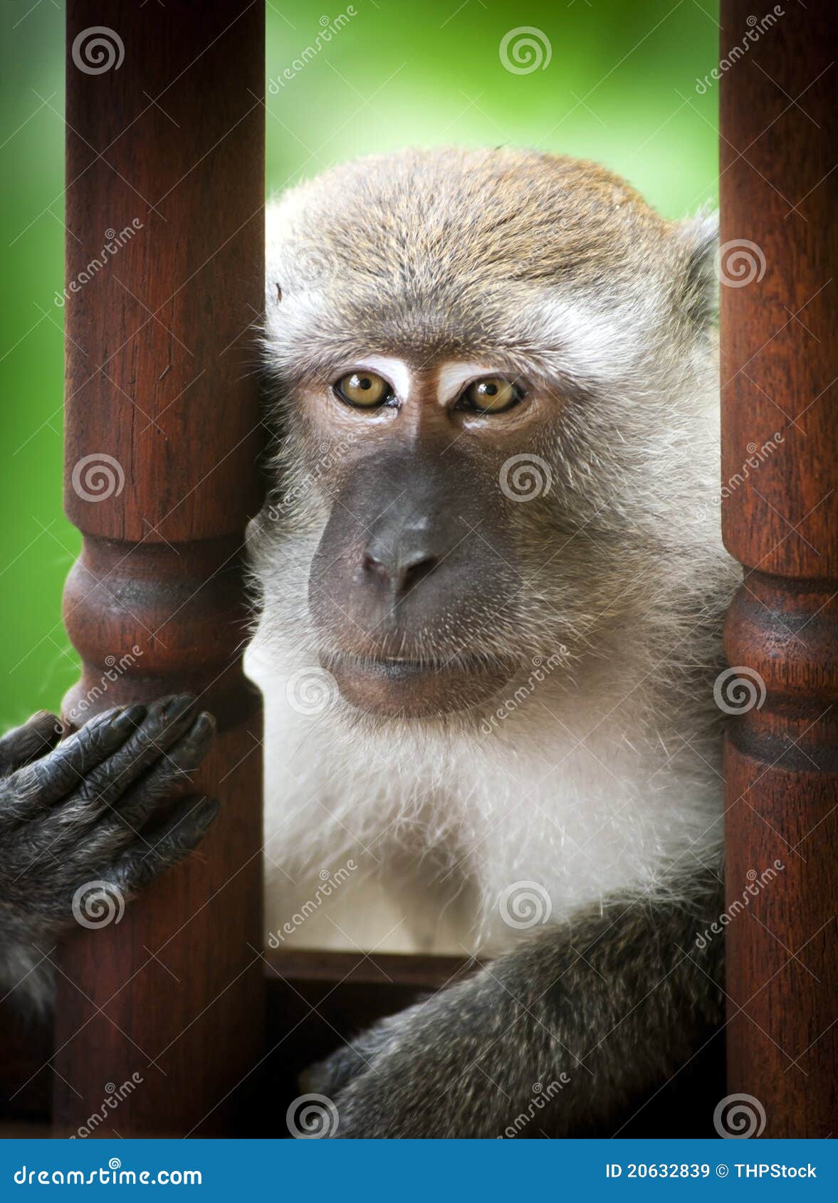 Monkey Portrait stock image. Image of playing, caged - 20632839