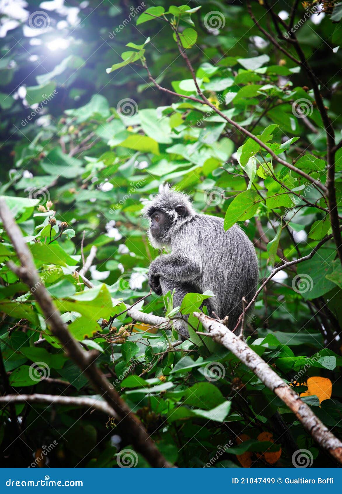 Monkey portrait stock image. Image of malaysia, bako - 21047499