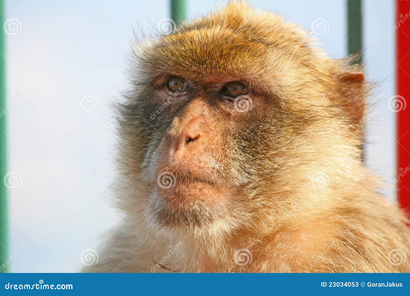 Monkey portrait stock image. Image of wild, facial, outside - 23034053