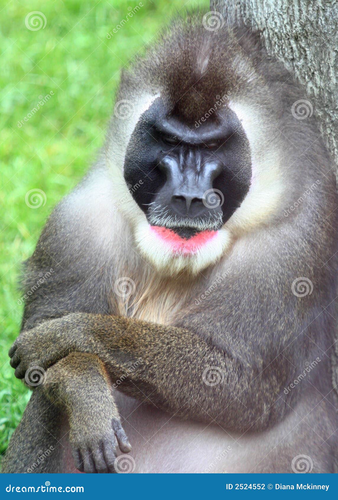 Monkey portrait stock photo. Image of furry, resting, arms - 2524552