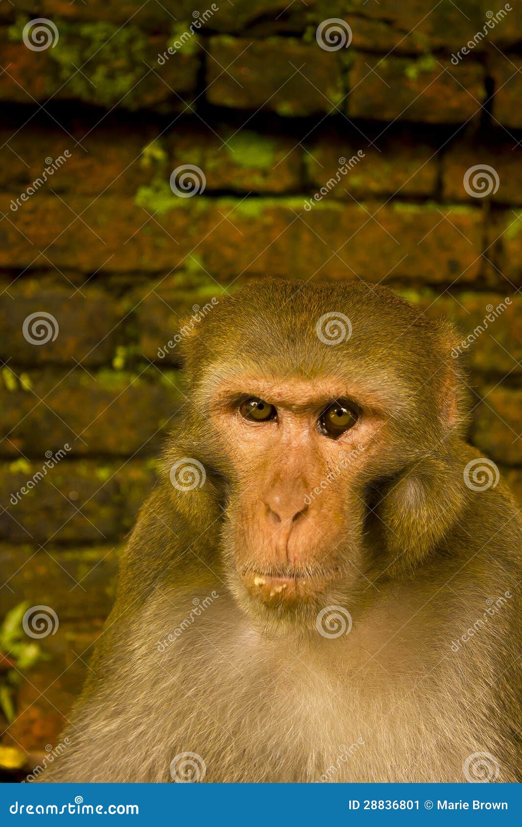 A monkey portrait stock image. Image of brick, brown - 28836801