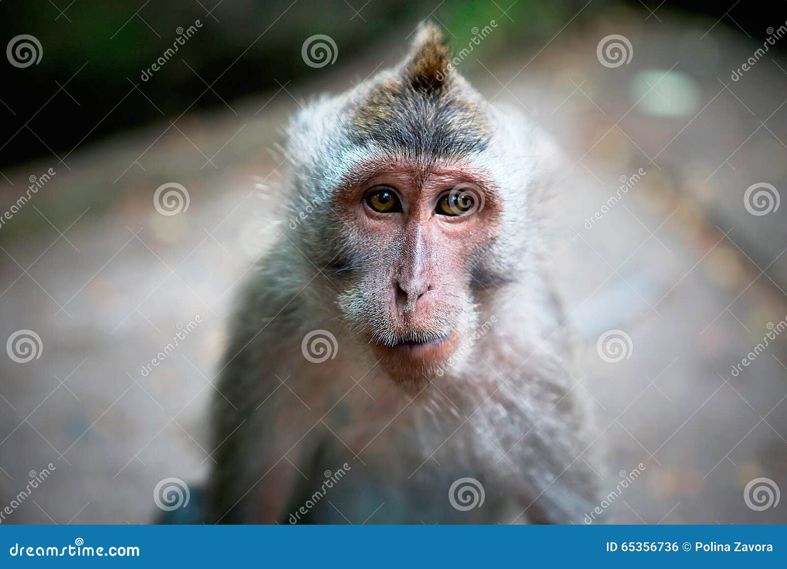 Monkey portrait stock photo. Image of environment, exotic - 65356736