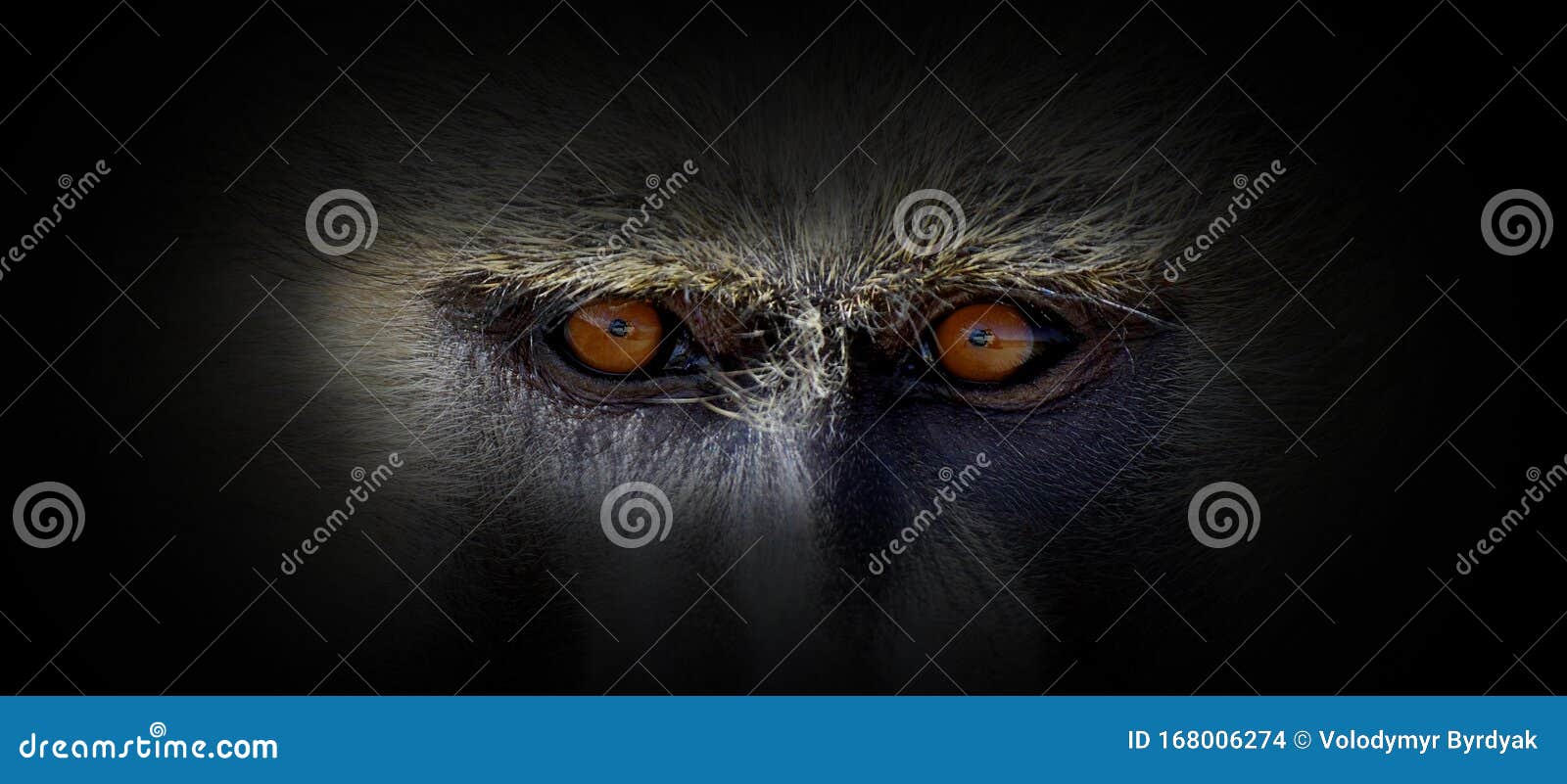 Monkey Portrait on a Black Background Stock Photo - Image of carnivore ...