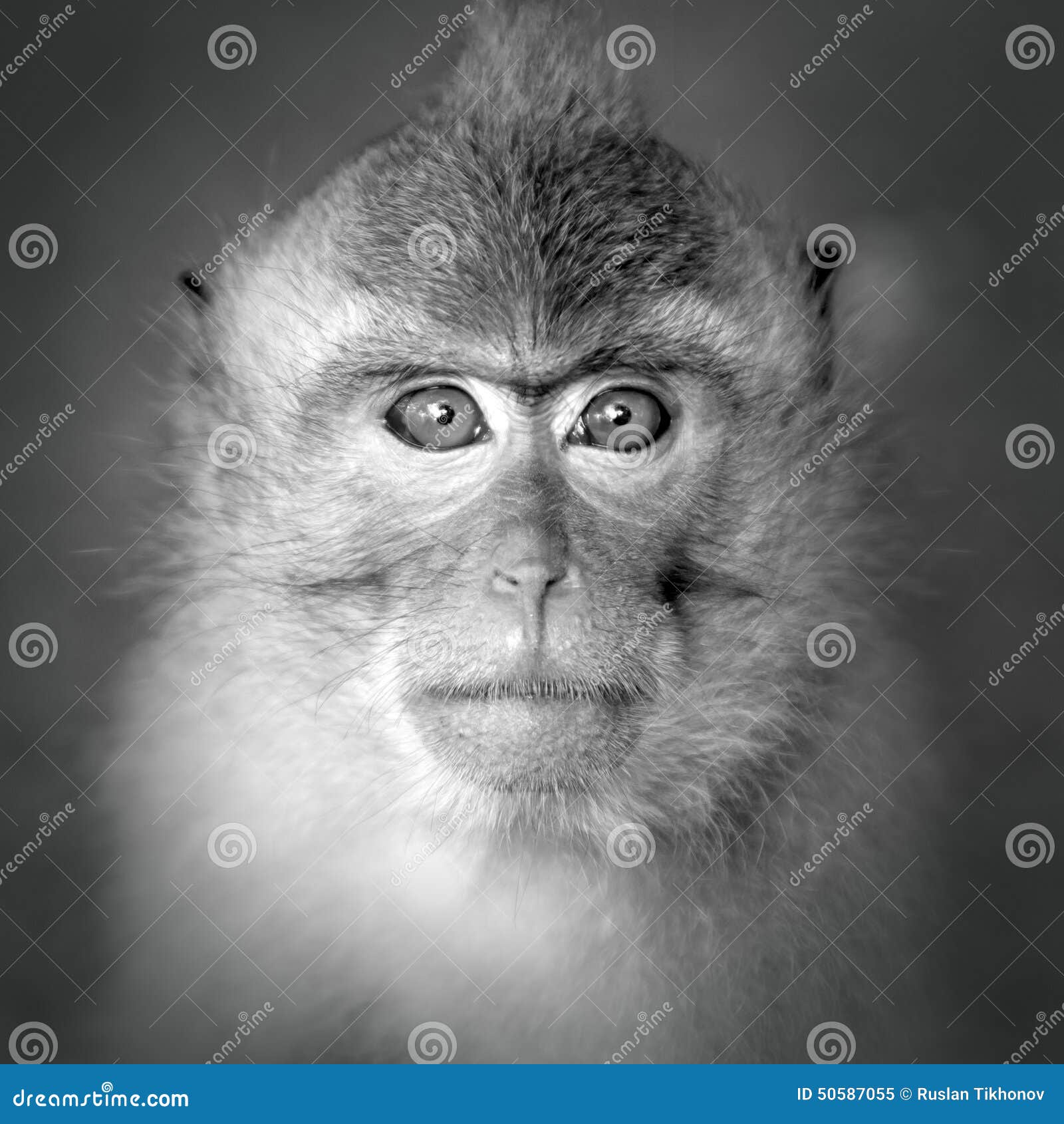 Monkey Portrait On A Table Royalty-Free Stock Photo | CartoonDealer.com ...