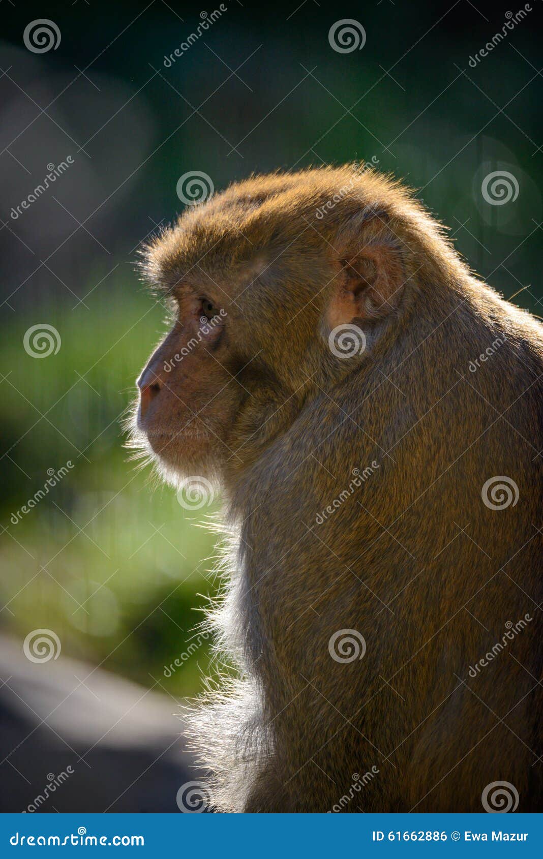 Monkey stock photo. Image of look, mammal, fauna, safari - 61662886