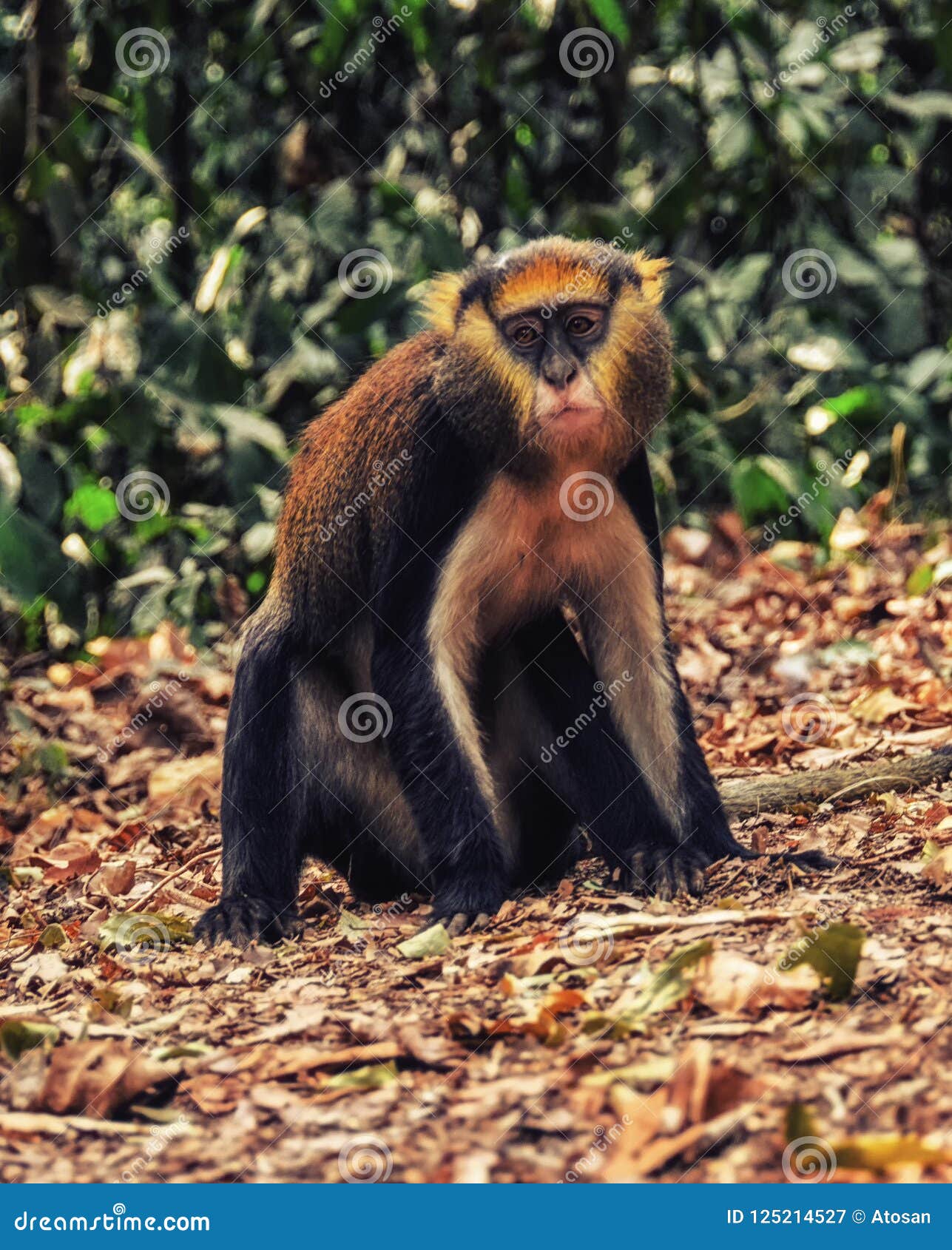 Monkey Portrait (Cercopithecus Mona) in Ghana Stock Image - Image of ...
