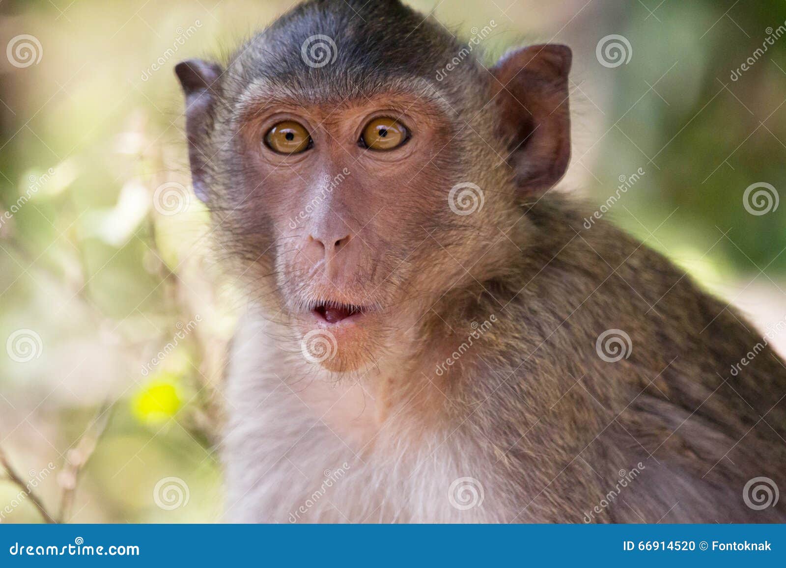 Monkey portrait stock photo. Image of natural, monkey - 66914520