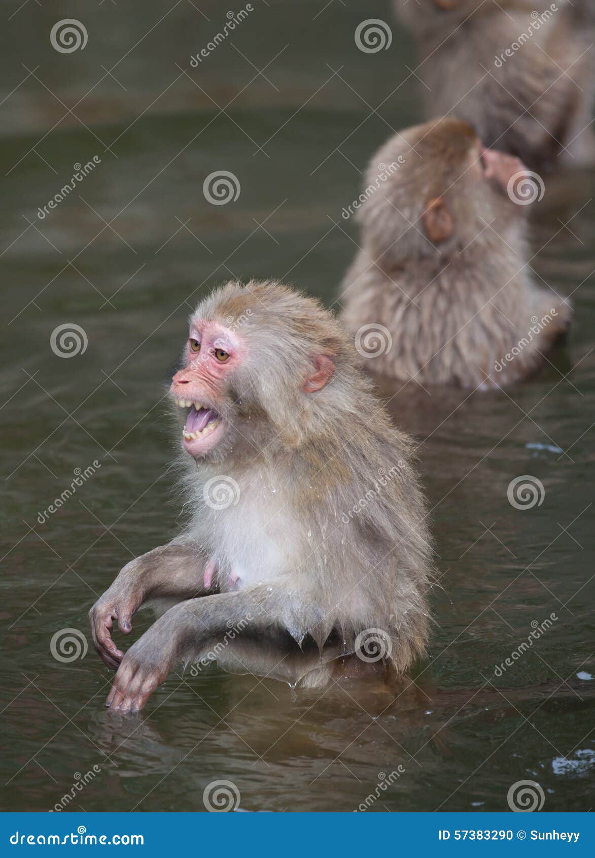 Monkey Stock Photo - Image: 57383290