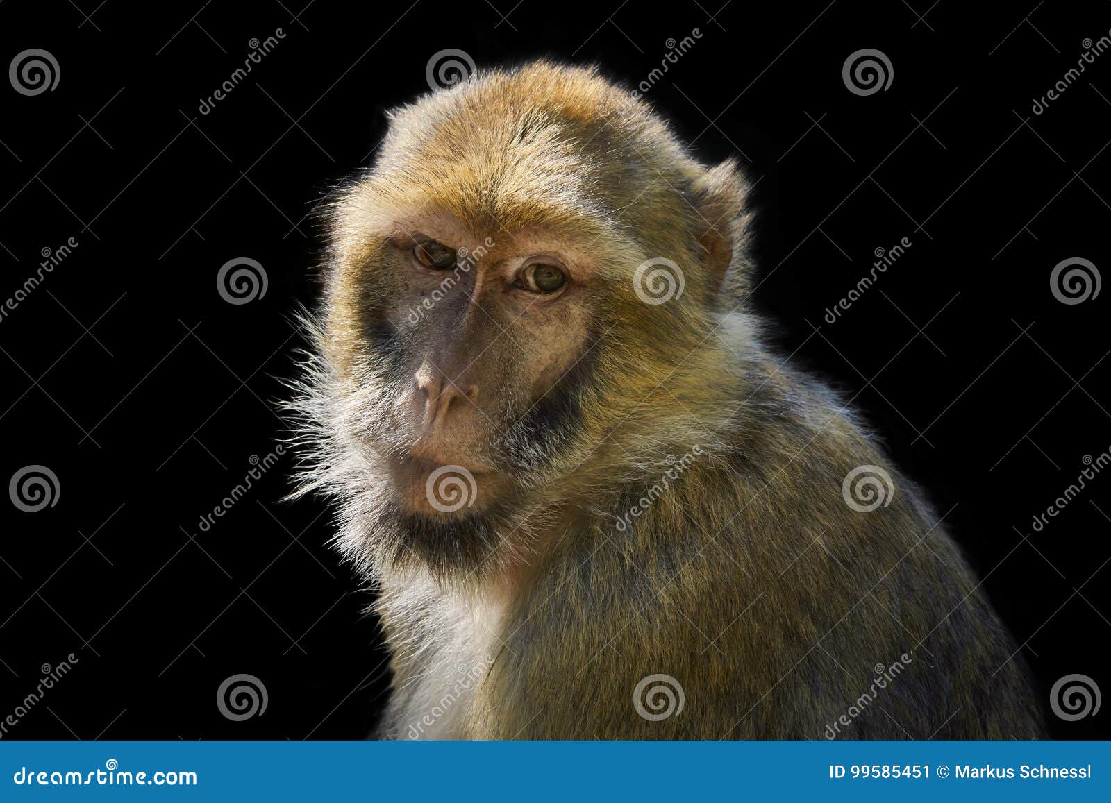 Monkey portrait stock image. Image of primate, closeup - 99585451