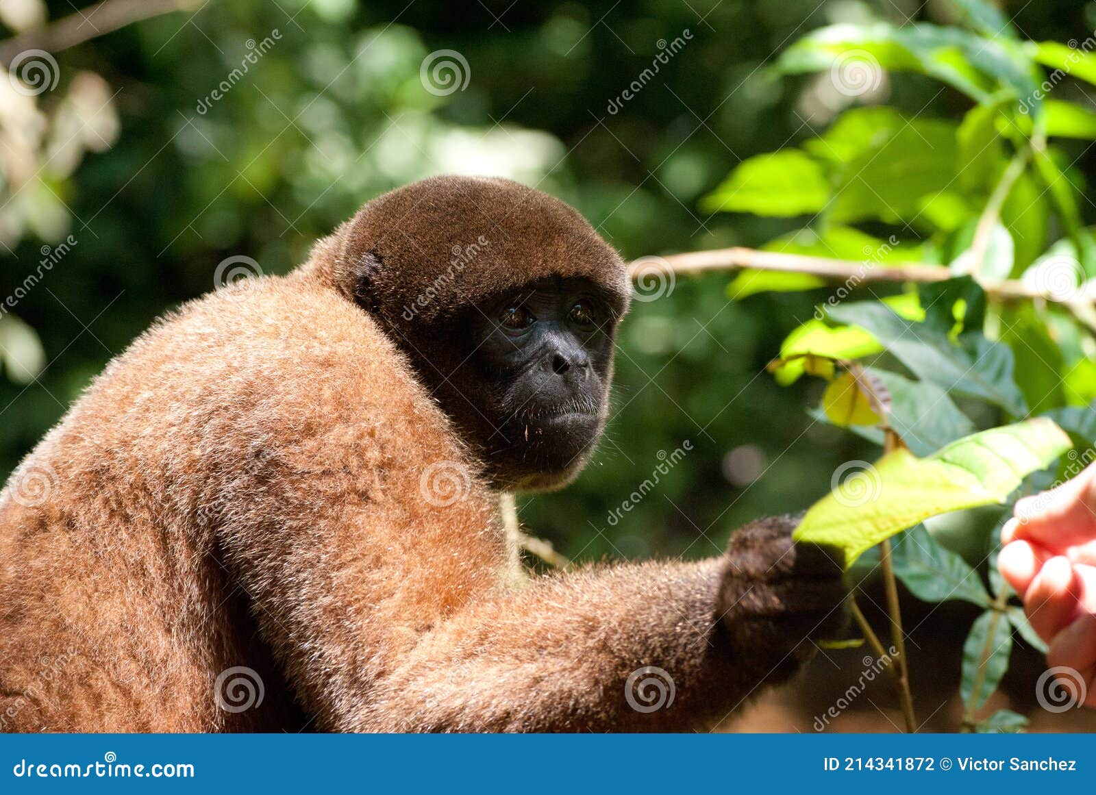 Monkey Portrait with a Leaf, Macro Close Up Stock Photo - Image of face ...