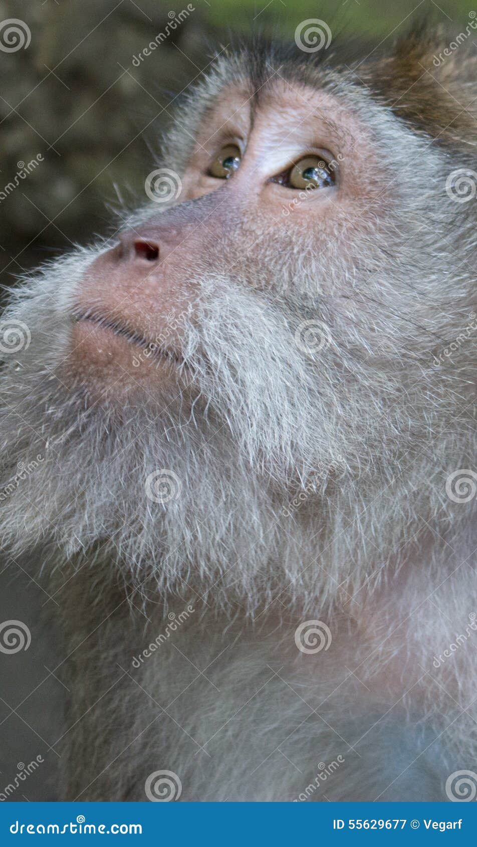 Monkey stock image. Image of long, nature, forrest, indonesia - 55629677