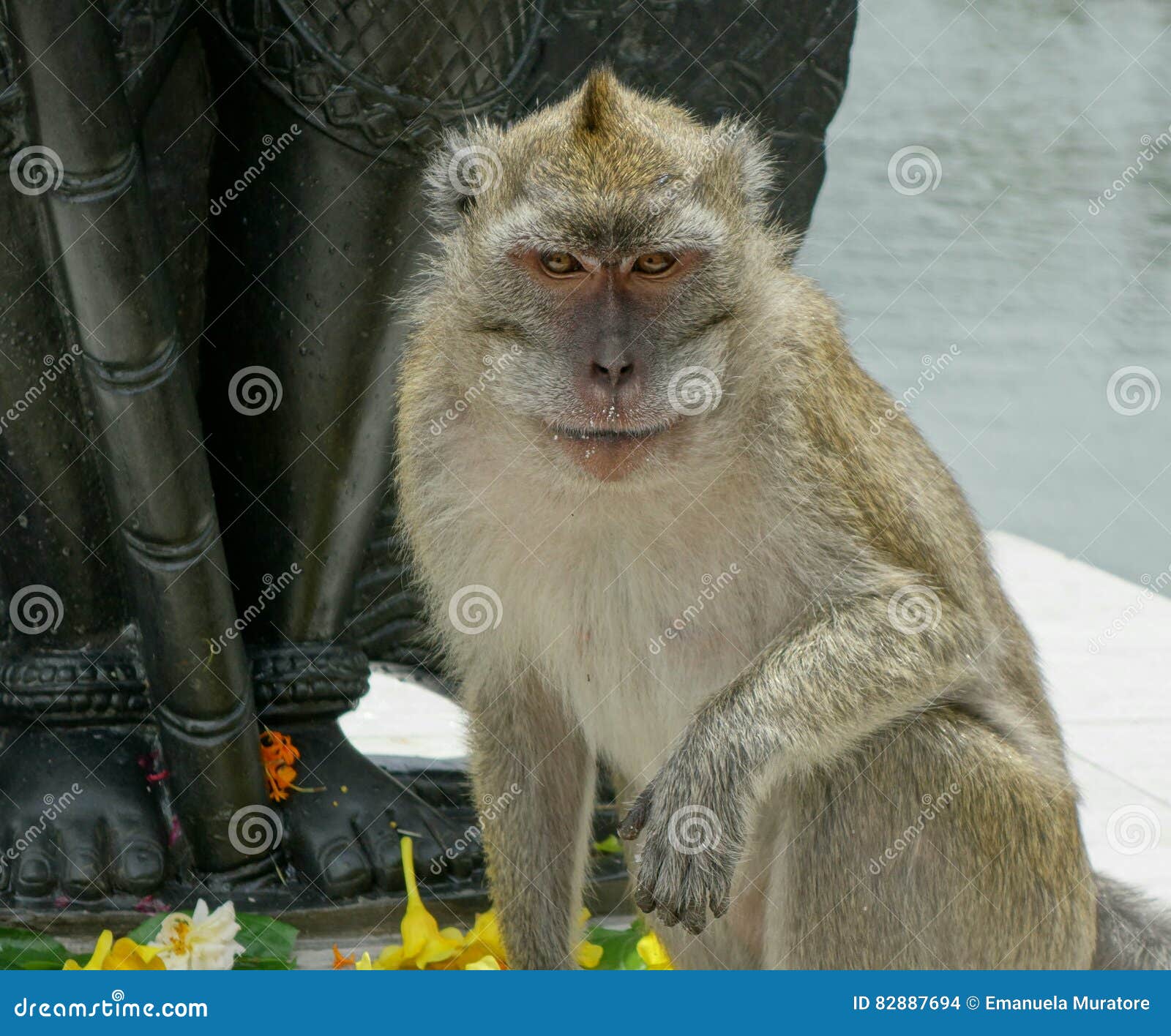 Monkey Portrait at Mauritius Stock Photo - Image of eyes, wilderness ...