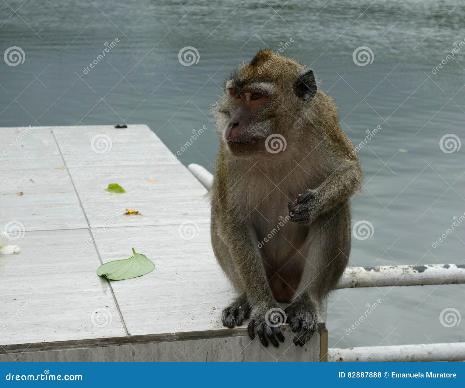 Monkey Portrait at Mauritius Stock Photo - Image of silenus, liontailed ...
