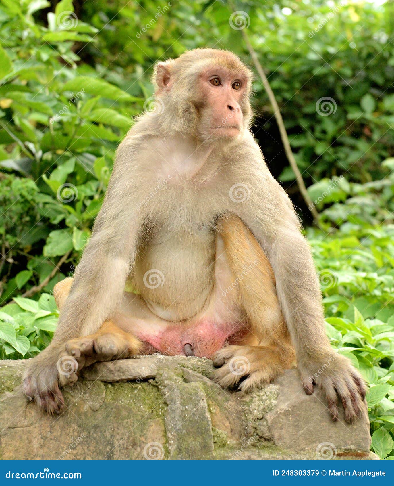 Monkey Portrait at Monkey Temple Stock Image - Image of location ...