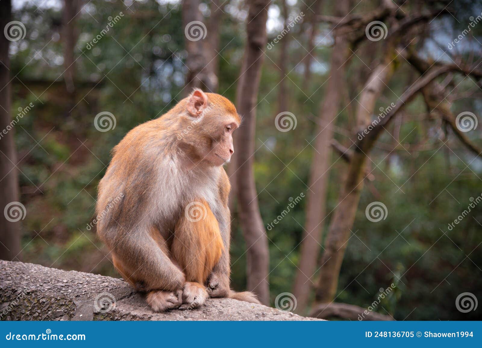 The Portrait of monkey stock image. Image of widefile - 248136705