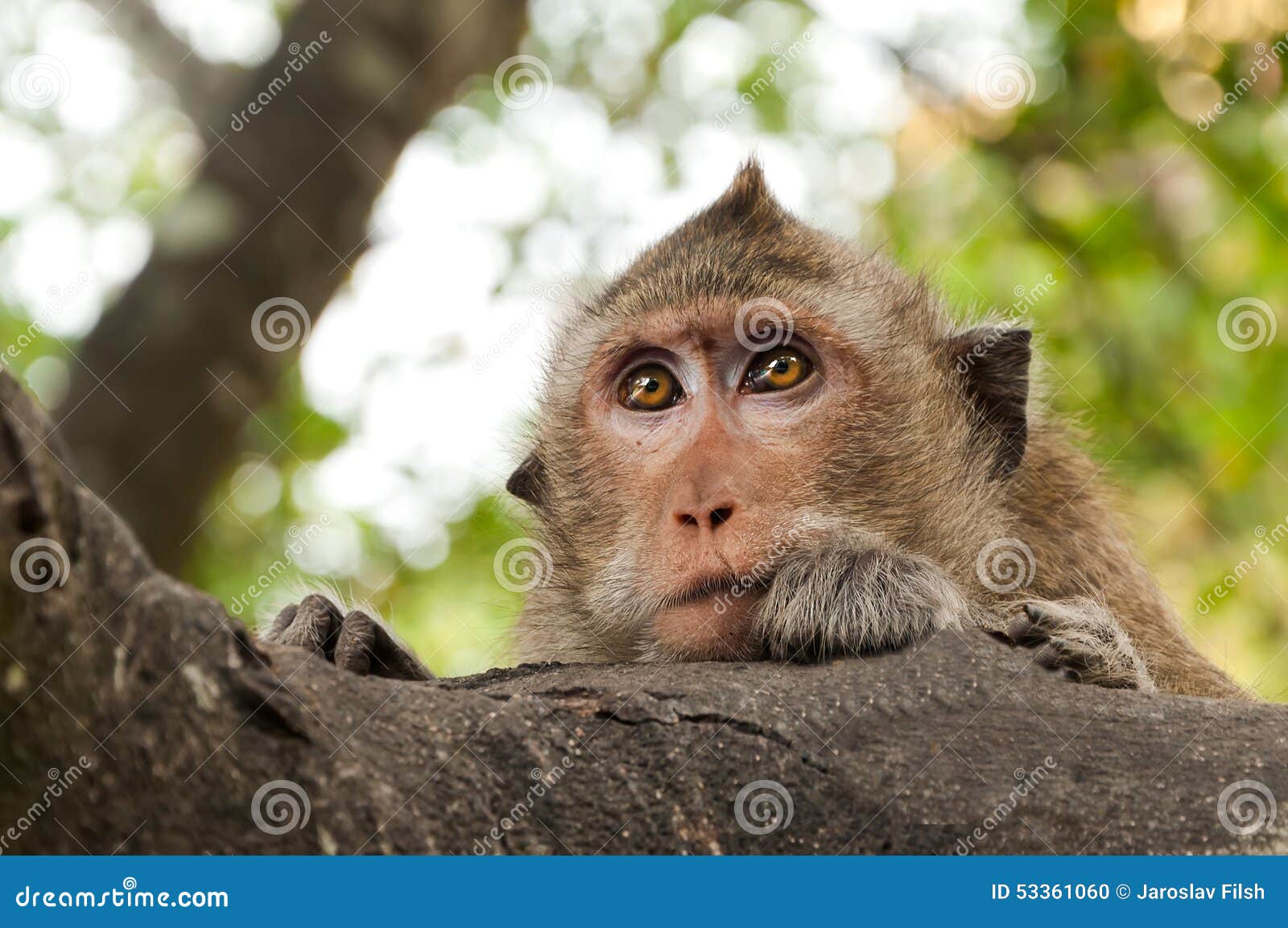 Monkey stock photo. Image of animal, green, human, concentration - 53361060