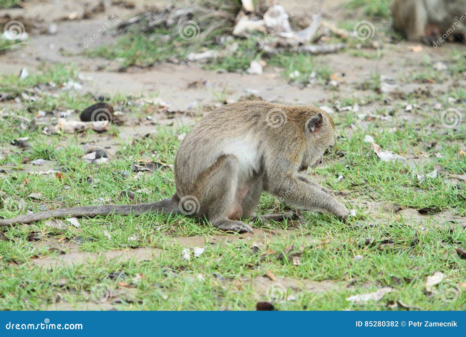 Monkey stock photo. Image of wild, grass, brown, searching - 85280382