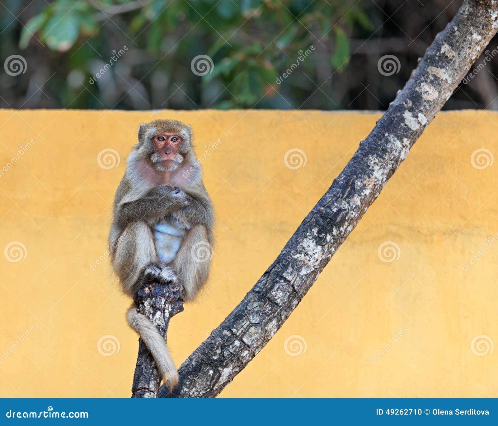 Monkey portrait on a tree stock photo. Image of cambodia - 49262710