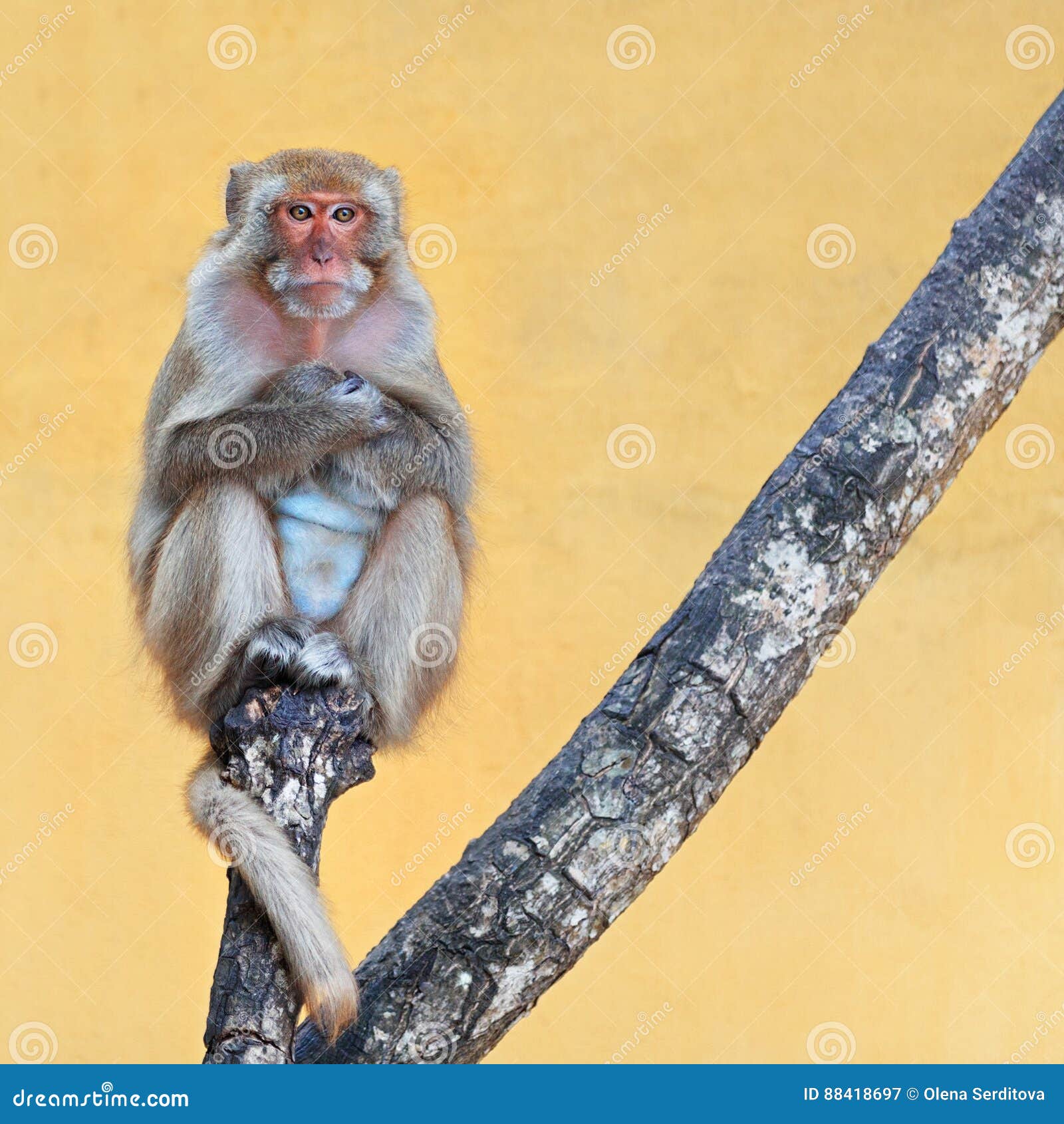Monkey portrait on a tree stock image. Image of branch - 88418697