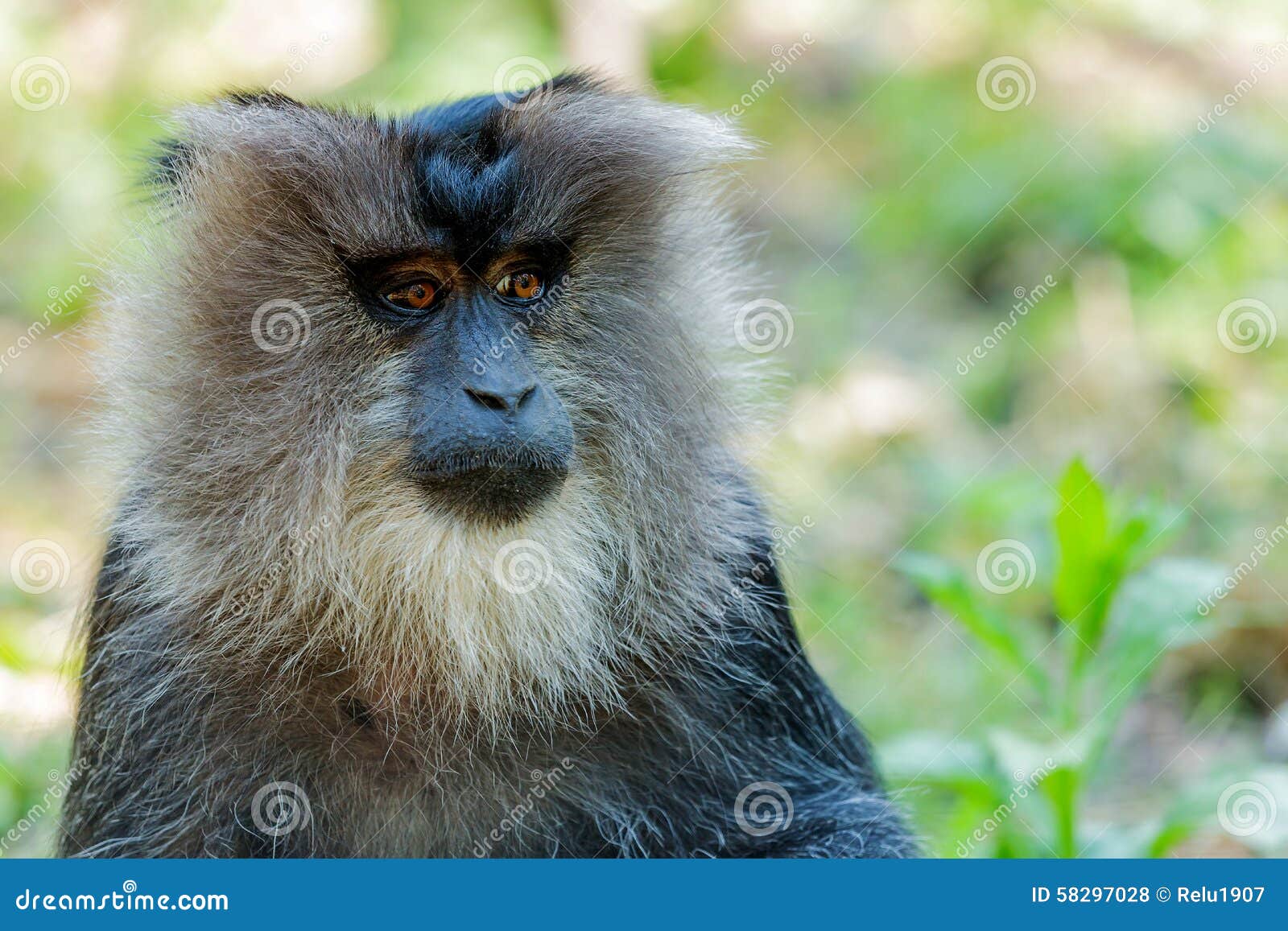 Monkey portrait stock photo. Image of rainforest, cute - 58297028