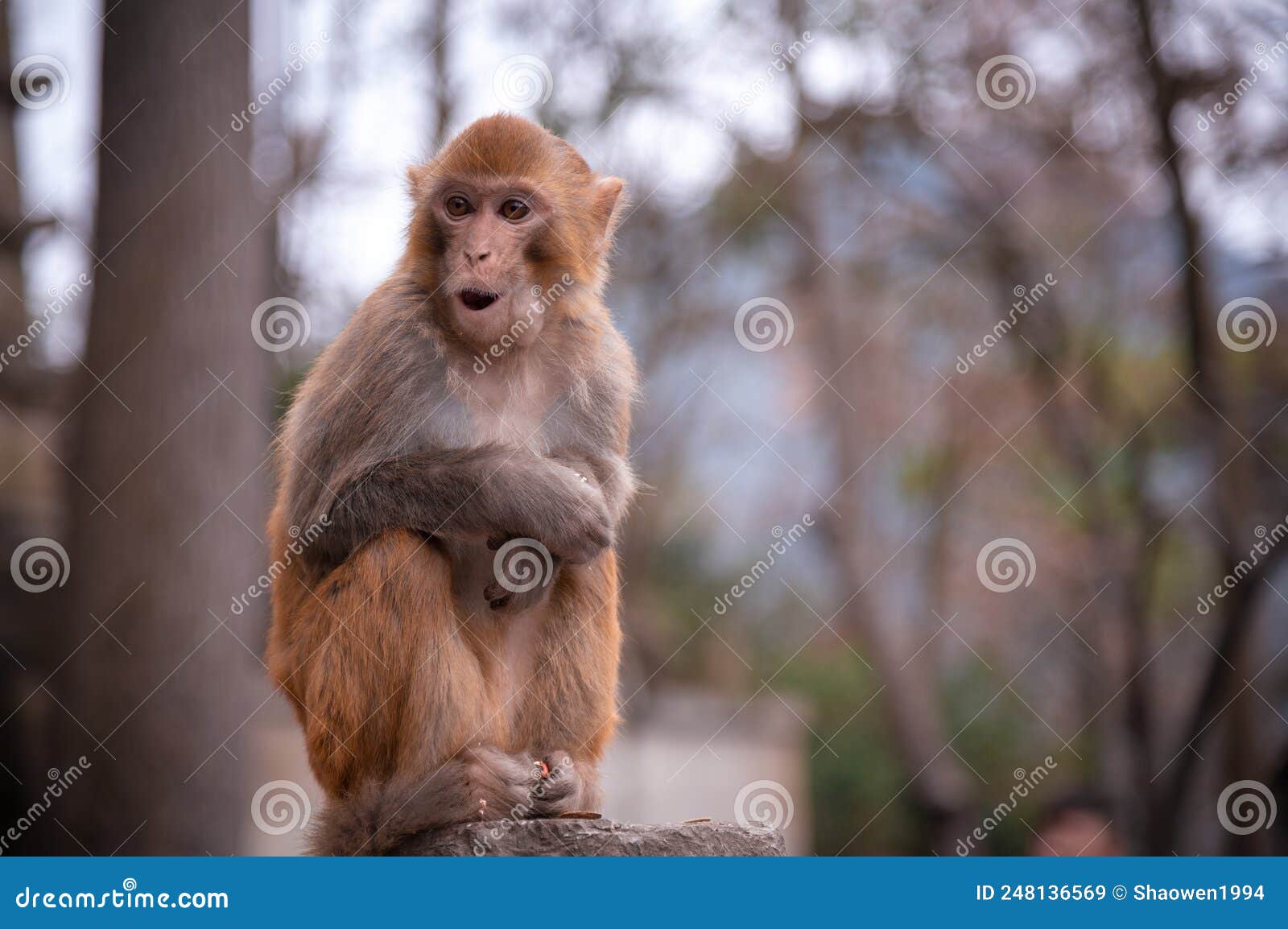 The monkey portrait wow stock image. Image of anger - 248136569