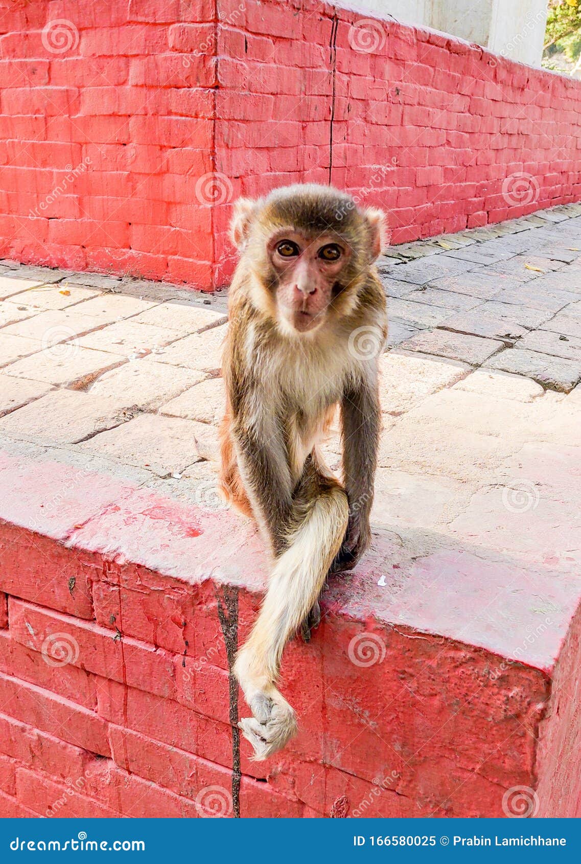 Monkey Pose For The Camera Stock Photography | CartoonDealer.com #147994874