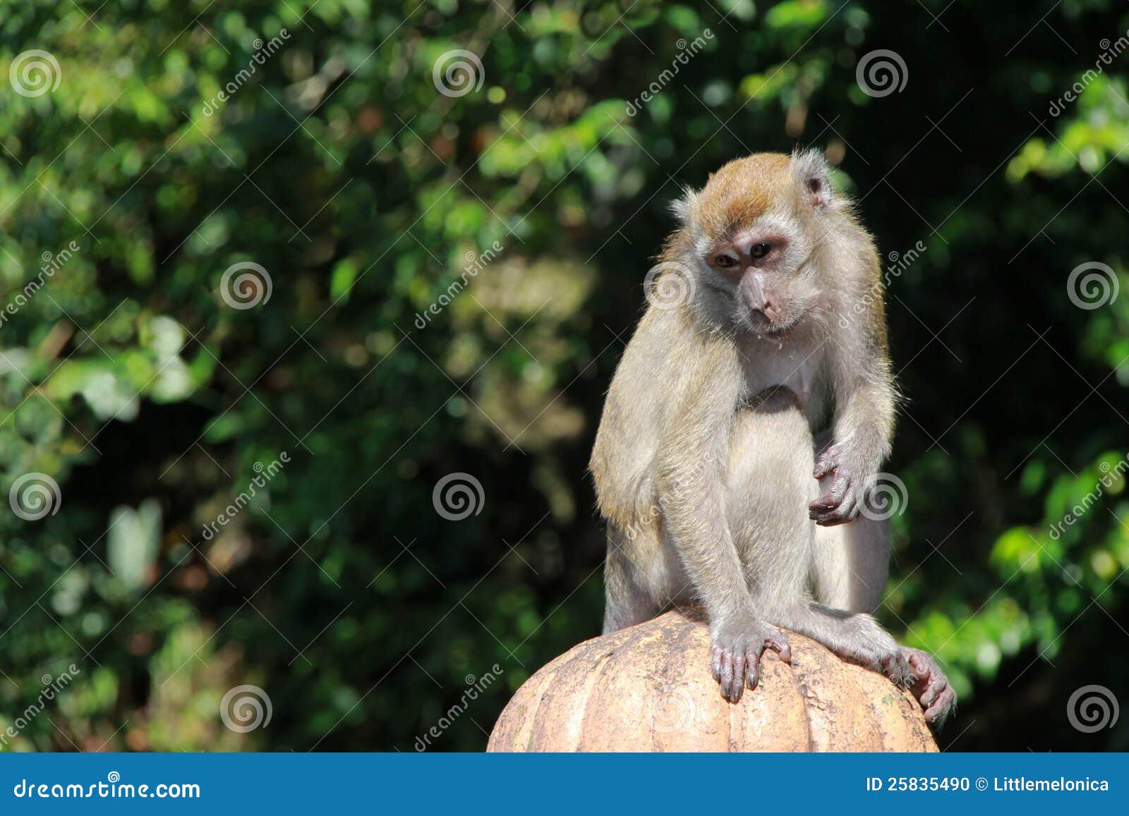 Monkey Pose stock photo. Image of green, lemur, leaves - 25835490