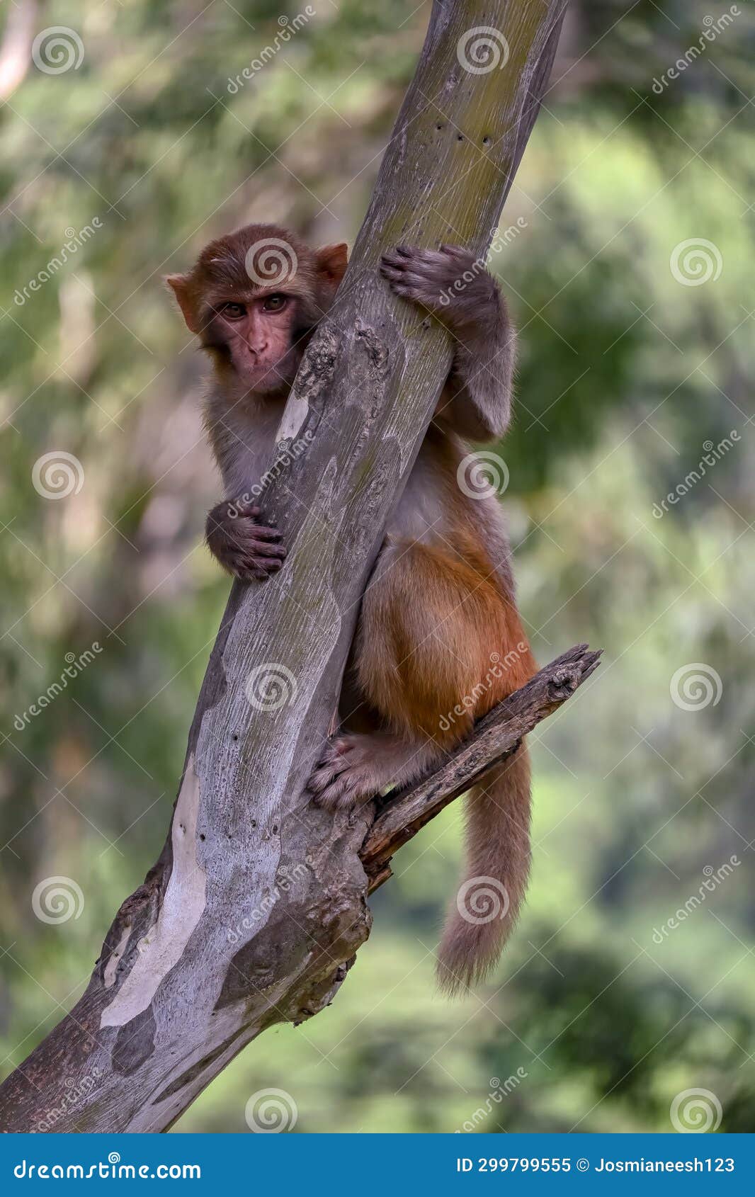 Monkey pose cute pic stock image. Image of monkey, tree - 299799555