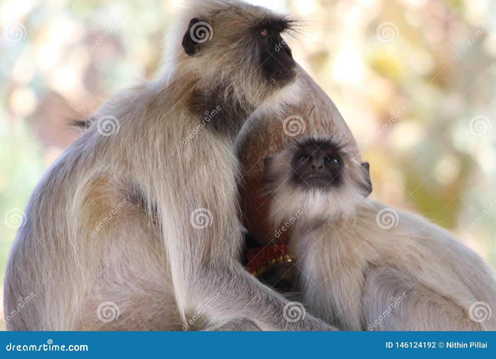 Monkey Pose with Different Direction in One Frame Stock Photo - Image ...