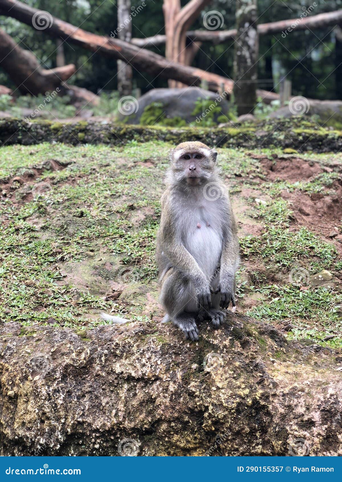 Monkey Pose Look at the Camera Stock Image - Image of primate, monkey ...