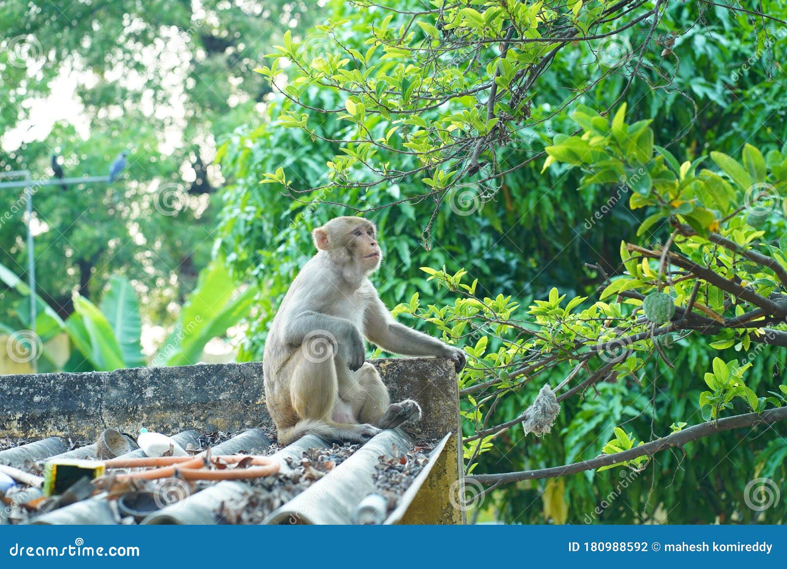Monkey with a pose stock photo. Image of garden, jungle - 180988592