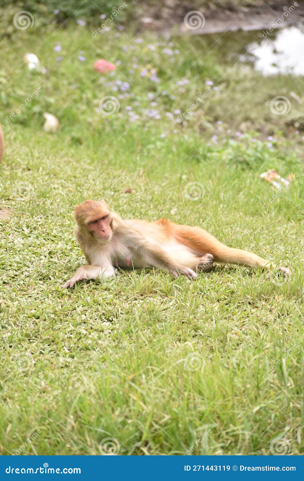 Monkey Pose Sleeping on Grass Stock Image - Image of monkey, rodent ...